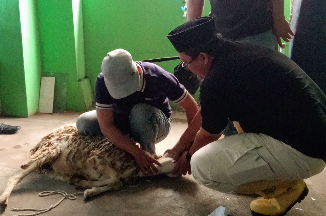 4 Tahapan yang Wajib Diketahui Bagi Juru Sembelih Halal - Bekal Baik.com